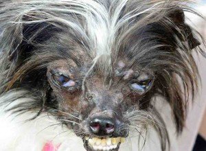 Conoce a Peanut, el perro más feo del mundo