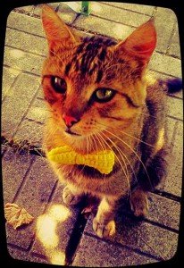 15 Gatos con corbata que son simplemente irresistibles