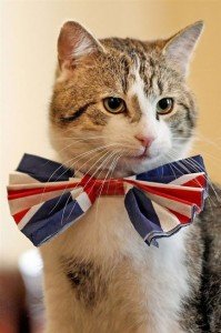 15 Gatos con corbata que son simplemente irresistibles