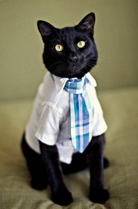 15 Gatos con corbata que son simplemente irresistibles
