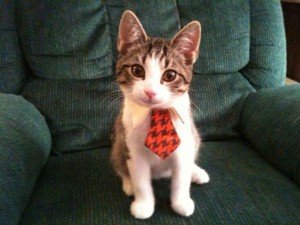 15 Gatos con corbata que son simplemente irresistibles