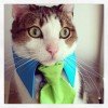 15 Gatos con corbata que son simplemente irresistibles