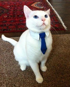 15 Gatos con corbata que son simplemente irresistibles