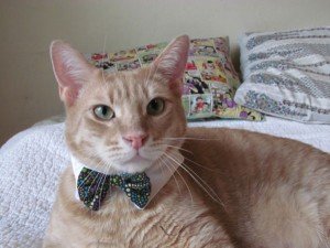 15 Gatos con corbata que son simplemente irresistibles