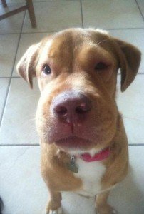 12 Perros que descubrieron que comer abejas no era una buena idea
