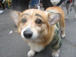 Si un perro es adorable, con cejas, es irresistible. Créeme
