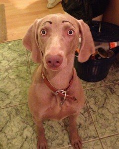 Si un perro es adorable, con cejas, es irresistible. Créeme