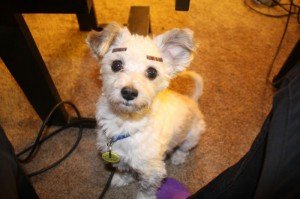 Si un perro es adorable, con cejas, es irresistible. Créeme