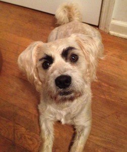 Si un perro es adorable, con cejas, es irresistible. Créeme