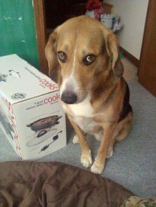 22 Perros que oficialmente han sido declarados culpables