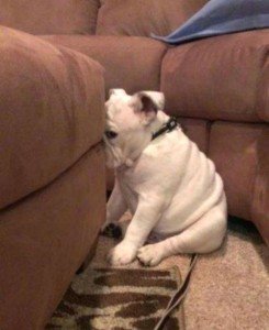 22 Perros que oficialmente han sido declarados culpables