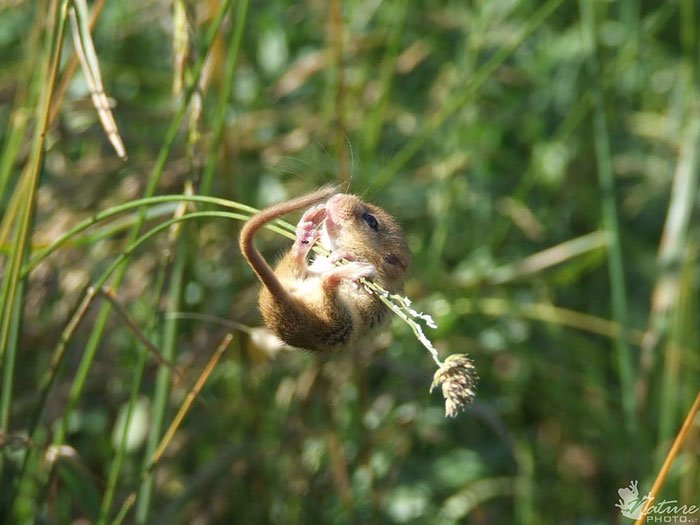 Estos pequeños ratones silvestres son tan hermosos que les abrirías la ...
