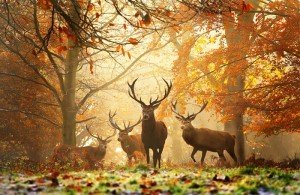 Animales disfrutando de la magia del otoño