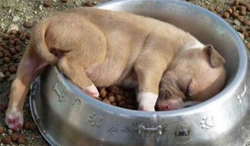 18 Cachorros soñolientos que encontraron los lugares más incómodos para ...