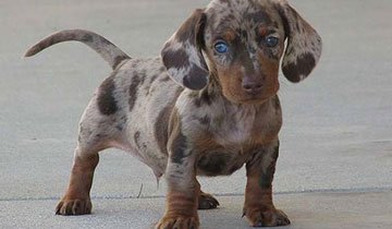 25 Perros de raza mestiza tan hermosos que los querrás en tu vida hoy ...