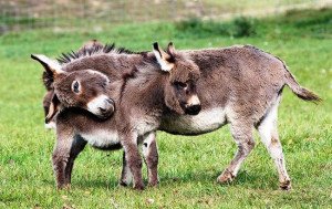 Los Burros enanos son adorables